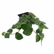 Plants - House Plants - Page 6 - Hirt's Gardens