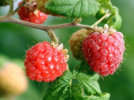 Plants - Fruit & Berry Plants - Page 1 - Hirt's Gardens