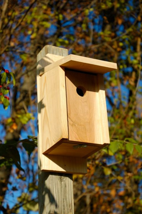 Bird House | Birdhouse Eastern Bluebird Nesting Box