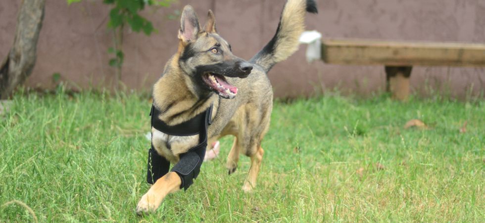 Dog Leg Wraps, Braces, & Carpal Support | Hygroma Treatment Solutions