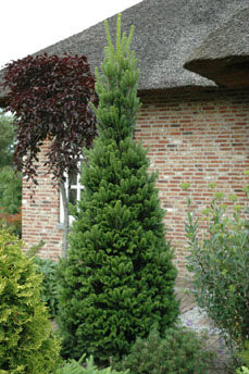 Abies alba ' Pyramidalis ' Narrow Silver Fir - Kigi Nursery