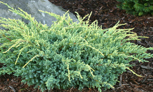Juniperus communis ' Miniature ' Dwarf Common Juniper - Kigi Nursery