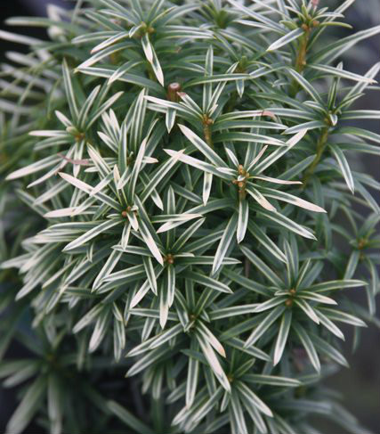 Taxus cuspidata ' Nana Aurescens ' Dwarf Golden Japanese Yew - Kigi Nursery