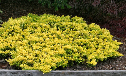 Juniperus horizontalis ' Mother Lode ' Dwarf Golden Creeping Juniper ...