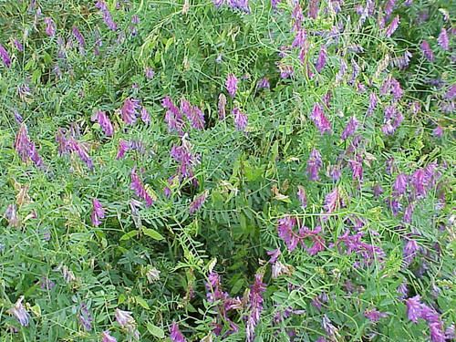 Organic Hairy Vetch - Hearne Seed