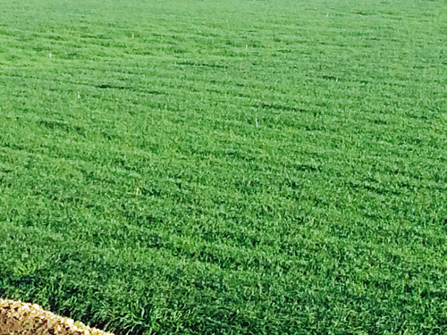 Organic Bunker Triticale - Hearne Seed