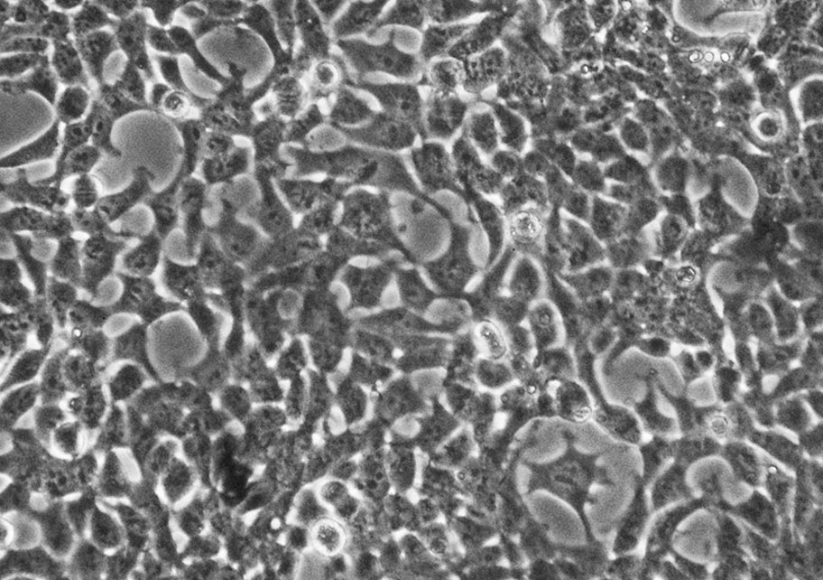 Cell Culture - GenHunter Corporation