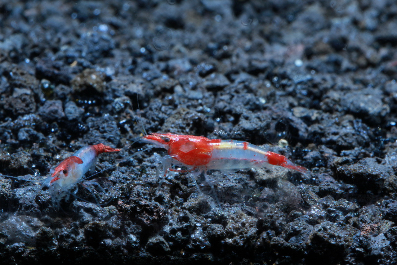Red Rili Shrimp - SoShrimp