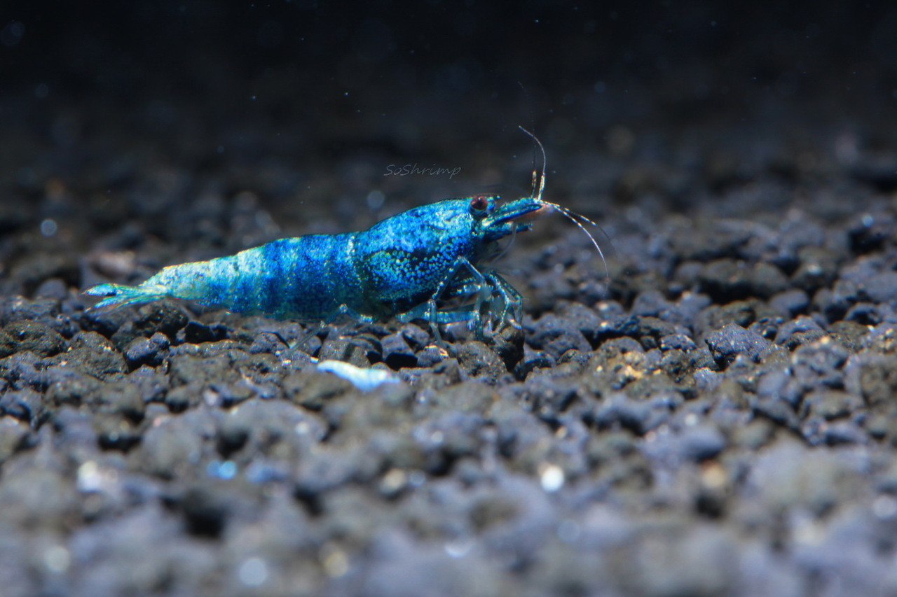 Taiwan Bee Blue Bolt Shrimp - Deep Blue - SoShrimp