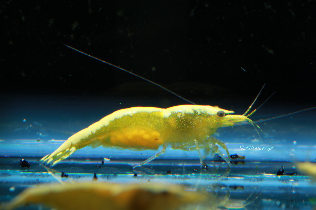 Neon Yellow Shrimp - SoShrimp