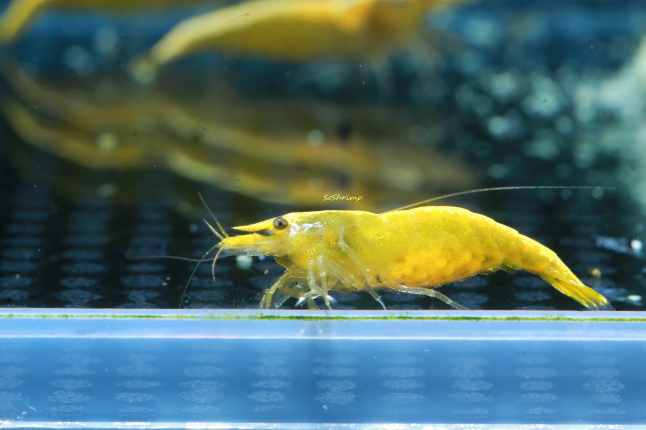 Neon Yellow Shrimp - SoShrimp