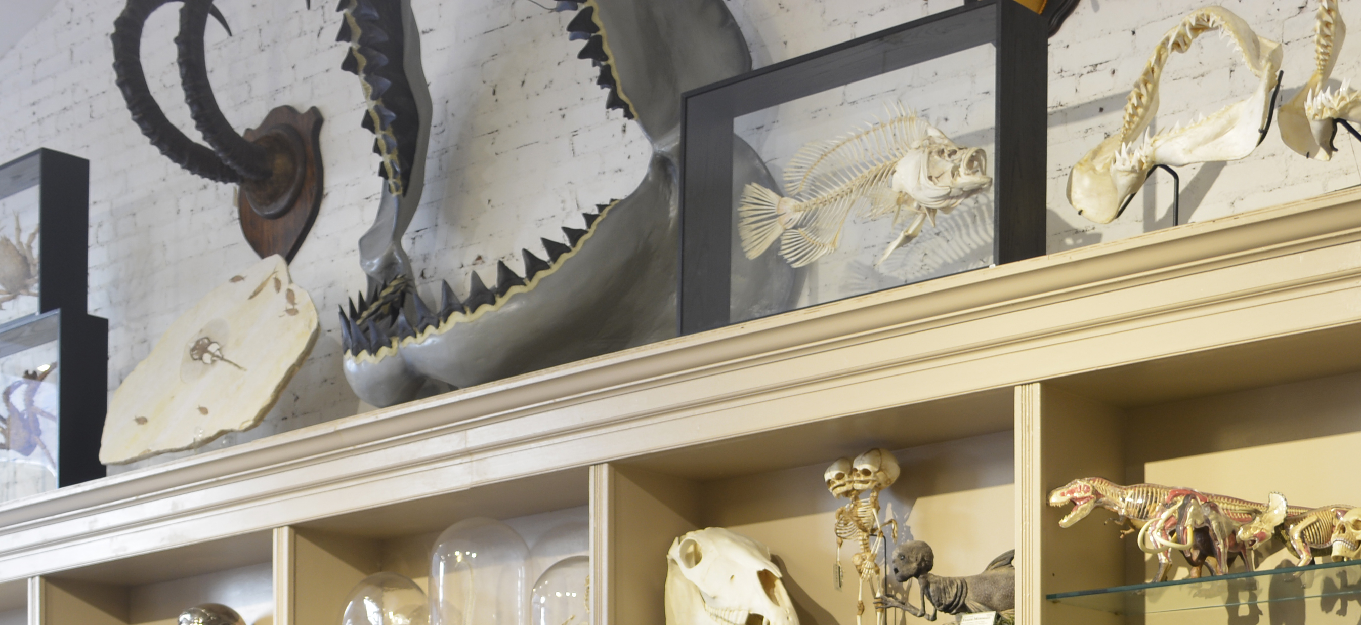 The Evolution Store | Nature, Science and Art