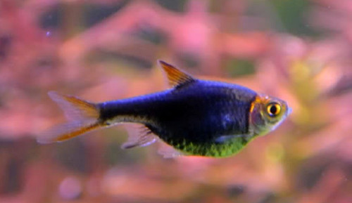 Purple/Black Harlequin Rasbora - TRiN's Tropical Fish