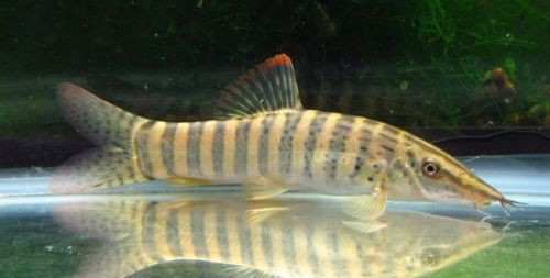 Tiger Botia Loach - TRiN's Tropical Fish