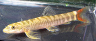 Striped Kuhli Loach - TRiN's Tropical Fish
