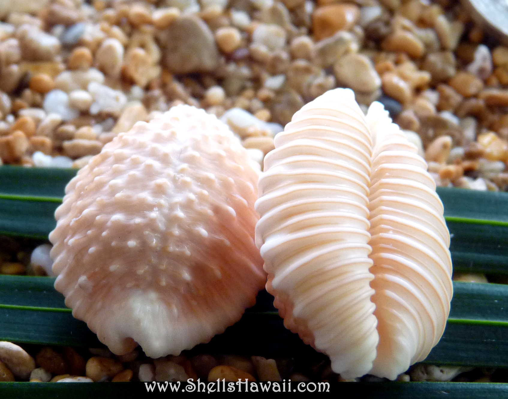 Information & Education