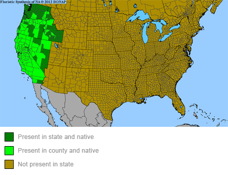 Narrowleaf Milkweed - Monarch Butterfly Host Plant