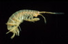 Live copepods & amphipods feed picky fish & eat detritus in saltwater ...