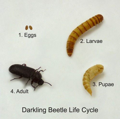 Darkling Beetle Life Cycle Kit
