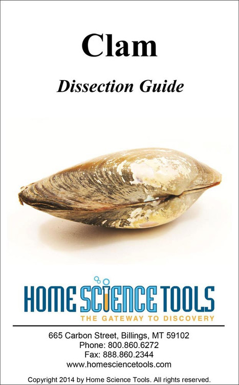 Clam Dissection Guide