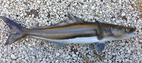 Cobia 32 inch full mount fiberglass fish replica - The Fish Mount Store