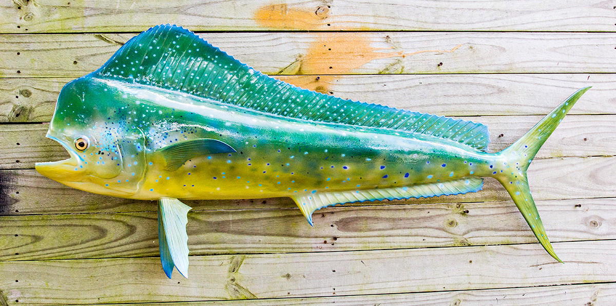 Mahi Mahi 52 inch Full Mount Fiberglass Fish Replica - The Fish Mount Store
