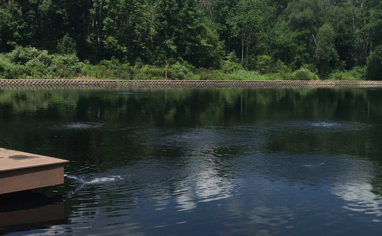 Reflective Black Pond Dye Packets 24 WSP