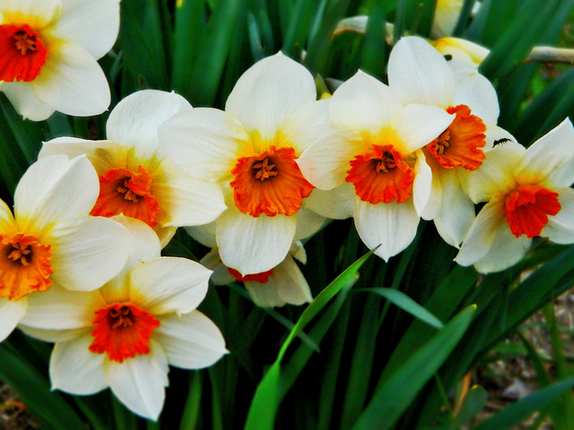 The Birth Flower for March - Albuquerque Florist