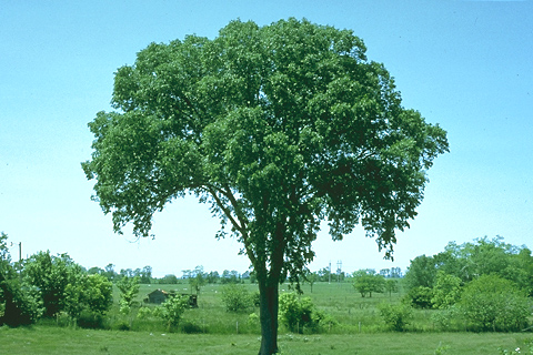 Tree In A Box American Elm