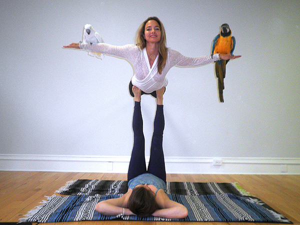 Buddy (Umbrella Cockatoo) and Ziggy (Blue and Gold Macaw) flying with ...