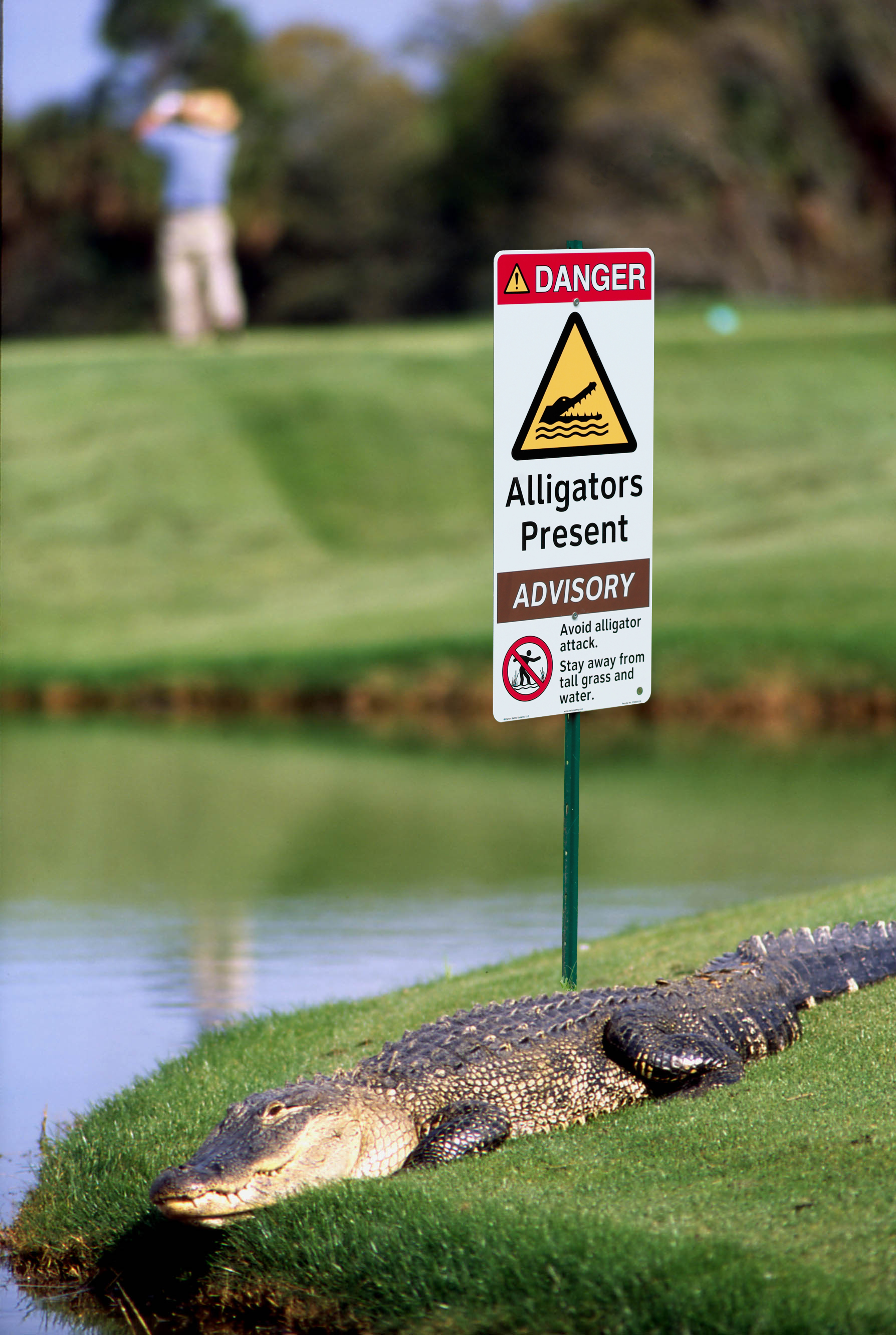 Alligator Signs and Protecting People in Public Places - Clarion Safety ...