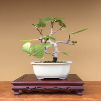 Bonsai Trees - Page 1 - New England Bonsai Gardens