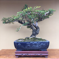 Bonsai Trees - Page 1 - New England Bonsai Gardens