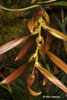 Orchids - Page 1 - J&L Orchids